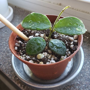 Ludochilus Sea Turtles Jewel Orchid - Etsy