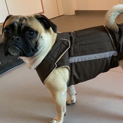 Pug Winter Dog Coat Dog Jacket With Full Belly Cover Waterproof Winter ...