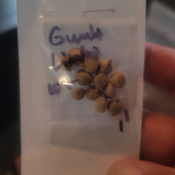 Gumbo Limbo "tourist" Tree (bursera Simaruba) Seeds - Etsy