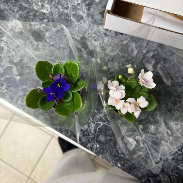 2" Mini African Violets Set (2 Assorted Plants) - Etsy
