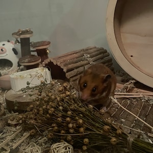 Hamster Treat Box Flaxspray Foraging Flowers Rosehips Dried Fruit ...