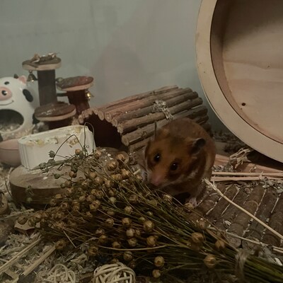 Hamster Treat Box Flaxspray Foraging Flowers Rosehips Dried Fruit ...