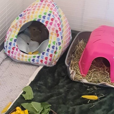 Make Your Own Guinea Pig Hidey Huts: Digital Sewing Pattern - Etsy UK