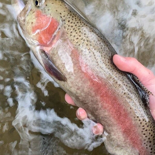 6 - Glass Bead Midge - Midges and Emergers. Midge Pupa. Nymphs ...