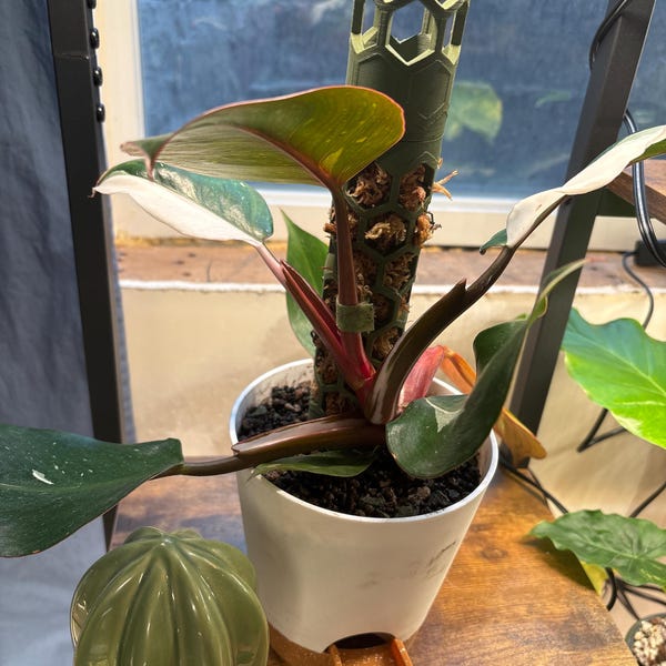 Modular Moss Pole - 1.75 in Diameter Extendable, Modular Pole, With Easy-watering Funnel - Etsy