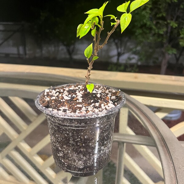 Athens Blue Princess Glory Bush Planttibouchina Urvilleanasmall Starter ...