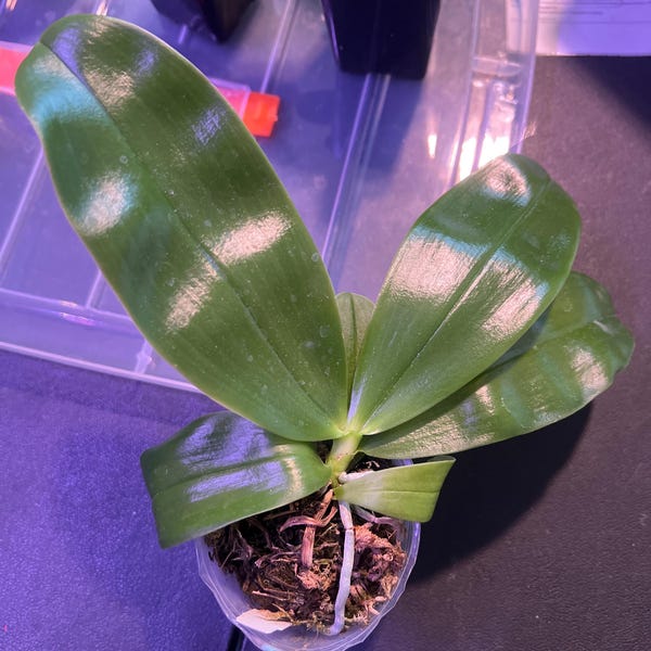 Rlc. Sung Ya Green 'mailman' (2.5” Pot) - Etsy