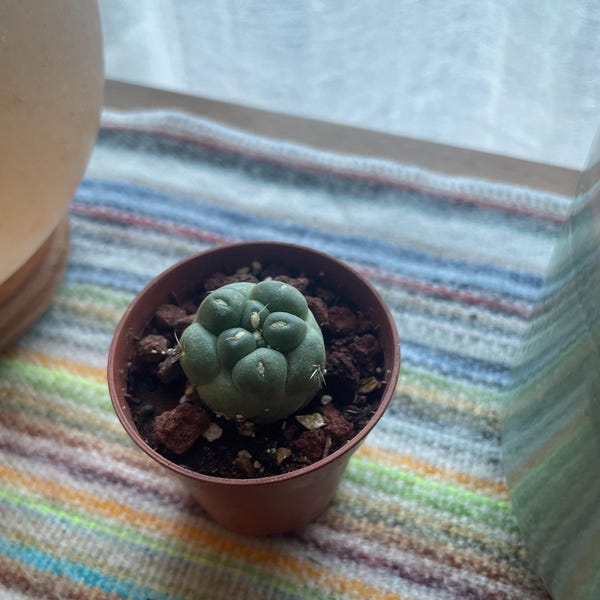 Rare Cactus - Coryphantha Elephantidens Cv. Inermis Offset (1”), Live ...