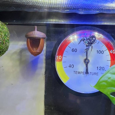 3D Printed Magnetic Acorn Spider Hide Upgraded Sling Acorn Magnets - Etsy