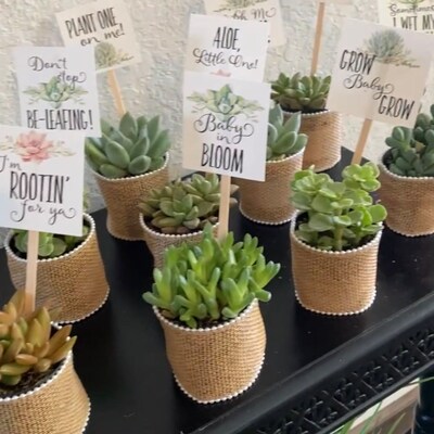 Succ-cess success You Did It Graduation Succulent Gift - Etsy