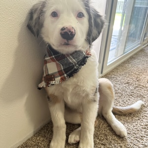 Huckleberry Dog Bandana summer, Spring, Rustic, Flowers, Floral, Summer ...