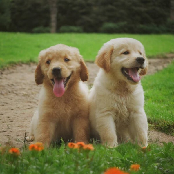 Berber Fleece Dog Hoodie With Buckle - Winter Warm Puppy Sweater for ...