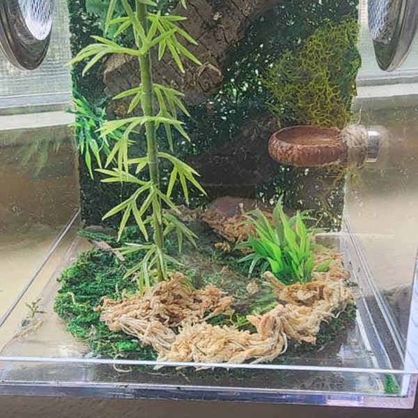 Suspension Bridge Oasis Medium Jumping Spider Enclosure, Acorn Hide ...