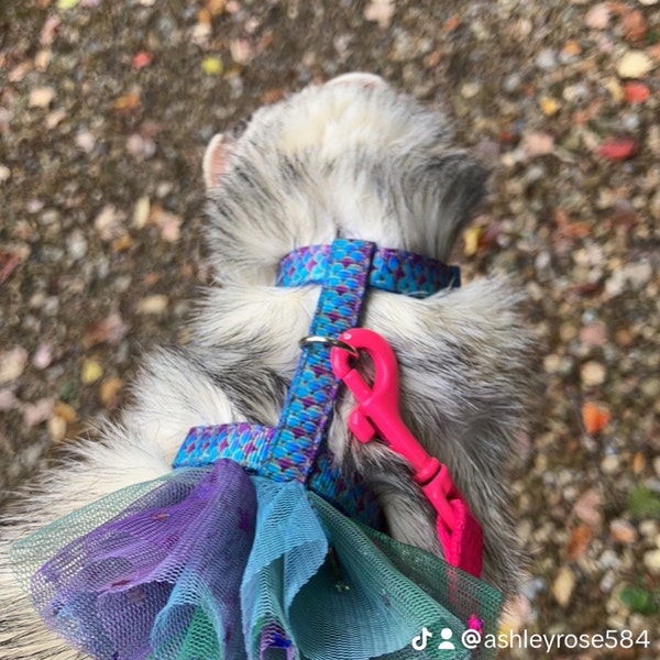 Ferret Harness Rainbow Multicolor - Etsy