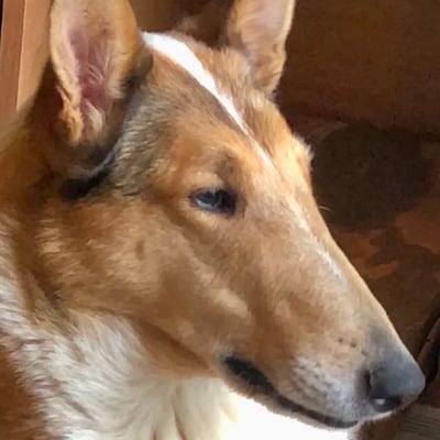 Corvid Stack Painting Print Wall Art Bird Stack Crow - Etsy