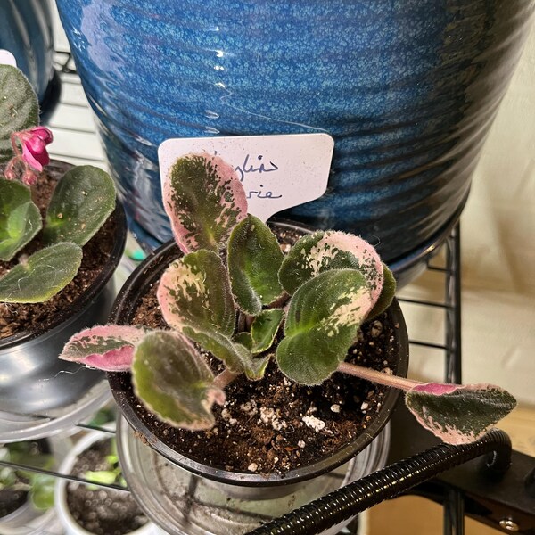 Chester Fern Starter Plant (ALL STARTER PLANTS Require You to Purchase ...