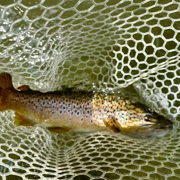 Stone Pony Euro Nymphs (2 Flies) - Etsy