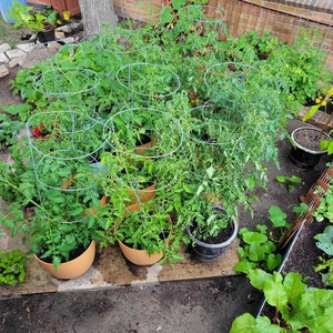 10 Heirloom Japanese Black Futsu Squash Seeds Unique Fall Asian Winter ...