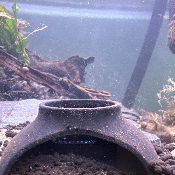 Bottom Dweller Aquarium Cave, Kuhli Loach Dojo Loach Corydoras Catfish ...