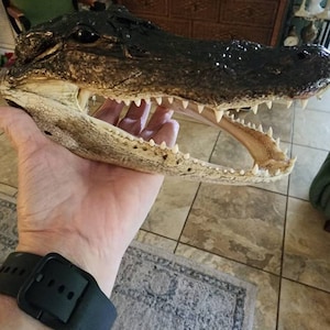 Lot of 4 Scratch and Dent Alligator Heads From Genuine Louisiana Gators ...