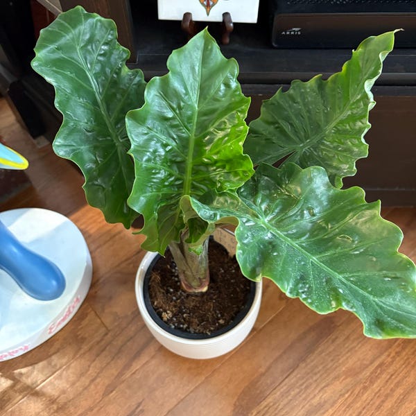 Maranta Red Prayer Plant Calathea | Live Tropical Houseplant | Outdoor ...