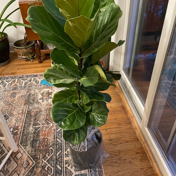 Ficus Lyrata Tree Form Single Stem, Fiddle Leaf Fig Tree - Etsy