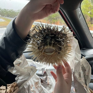 7-10 Hanging Light Puffer Fish Real Blowfish Lamp Taxidermy Animal ...