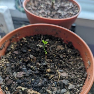 3 Brush Cherry Cuttings (syzygium Paniculatum) - Etsy
