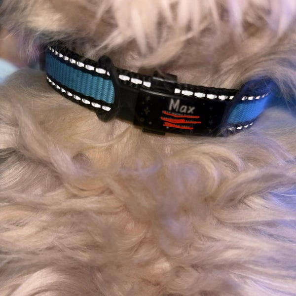 Cat Tag Silent Cat Tag Silde on Cat Collar Tag Cat Id Tag Cat Name Tag ...