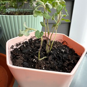 Schoenoplectus Pungens Common Threesquare Bareroot Live Plant Wetland ...