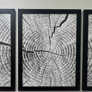 Tree Ring Prints Lake House Large Wall Art Posters - Etsy