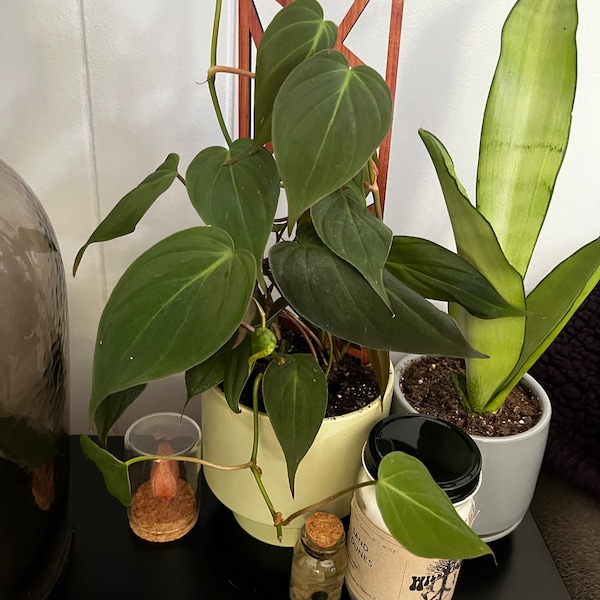 Angular Indoor Plant Trellis - Etsy