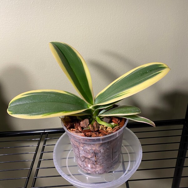 Rlc. Sung Ya Green 'mailman' 2.5 Pot - Etsy