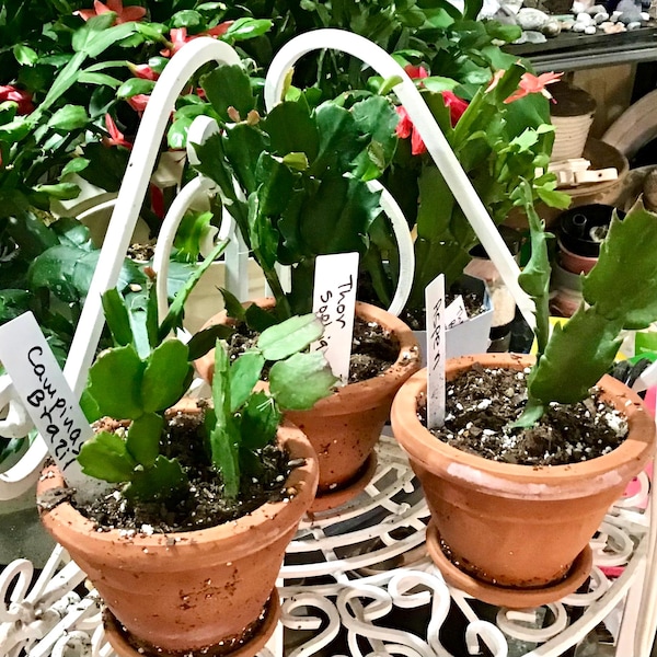 LisaPlantShop - Etsy