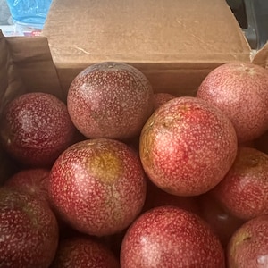 Fresh Thai Guava 5 LBS the Actual Fruit Jamfal - Etsy Hong Kong