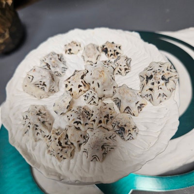 One Beautiful Real Large Multileg sunflower Starfish 6 Size Craft Beach ...