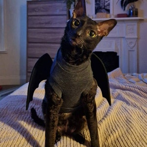 Kotomoda Shower Caps for Sphynx Cats and Small Pets 20pcs in a - Etsy