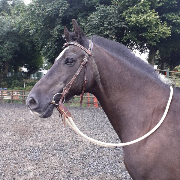 Custom Loop Yacht Rope Reins With Tie on Slobber Straps, Yacht Rope ...