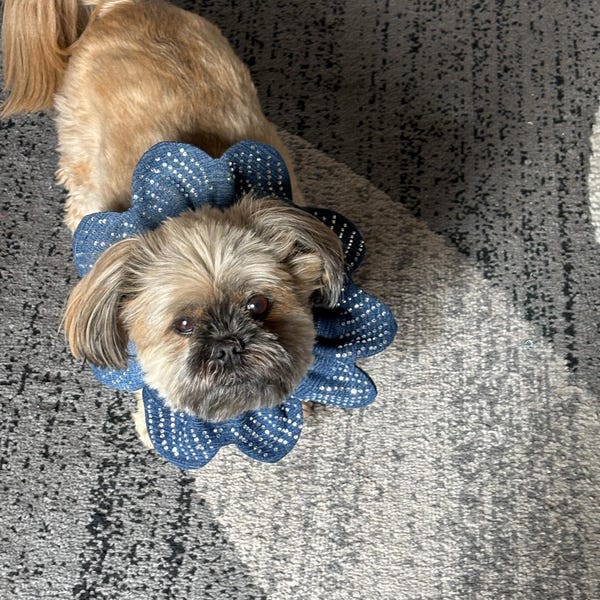 Dog Bandana PDF Sewing Pattern - Unique Flower Power Elasticated Dog ...