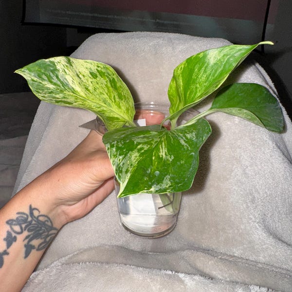 Monstera Albo - Rare Variegated Monstera Borsigiana Albo - Rare ...