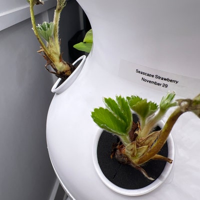 Golden-raspberry-plant-anne-non-gmo-buy-3-get-1 - Etsy