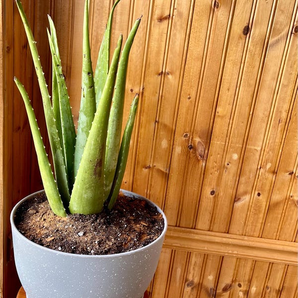 Single Bloom Desert Rose Succulent Live Plant, 5 Pot, Pink - Etsy
