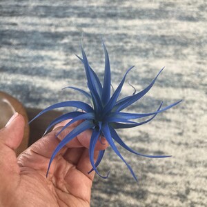 Pearl Turbo Setosus Shell 1 3/4 2 1/4 Opening 1 - Etsy