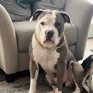 Iced Out Tennis Dog Chain/ Collar SILVER, PINK, ROSEGOLD - Etsy