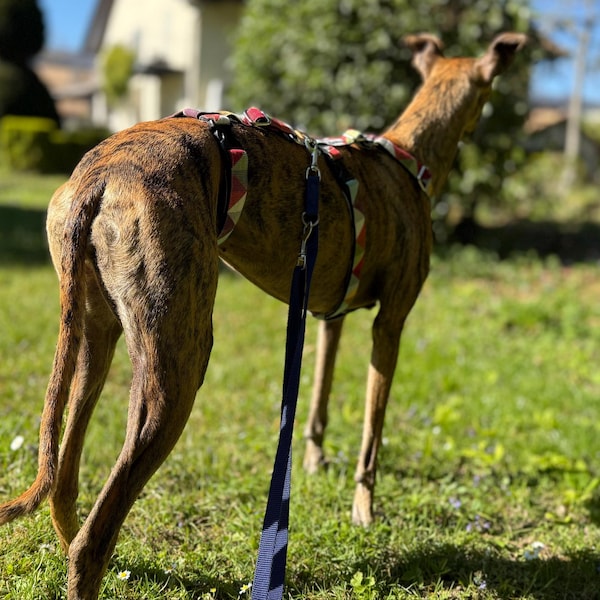 Greyhound Security Harness - 3 Point Harness | Whippet Harness ...
