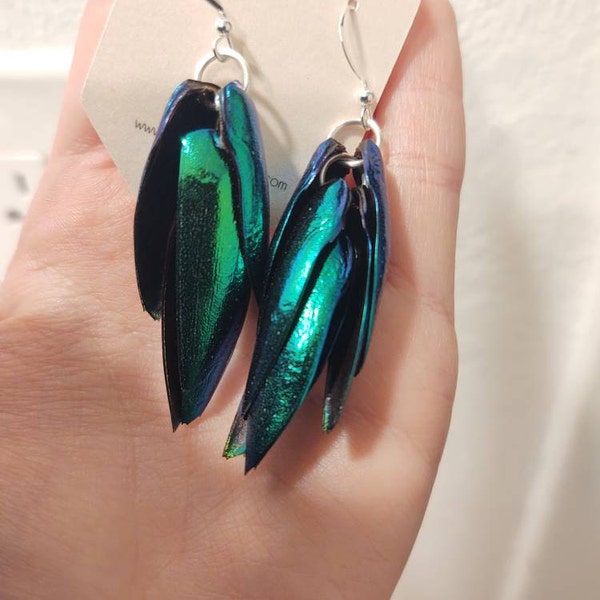 Real Beetle Wing Earrings Insect Earrings Beetle Earrings Real Bug ...