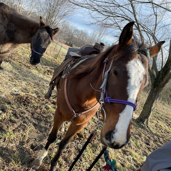 Custom One Ear Horse Headstalls/ Horse Bridle / Made to Order - Etsy