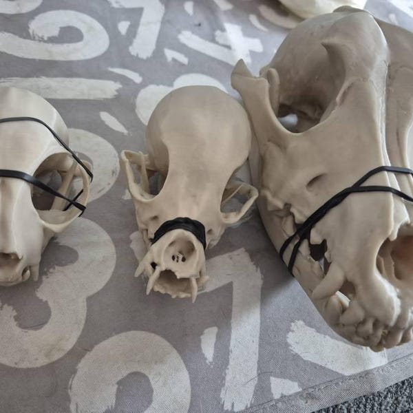 Red Fox Skull Life Size - 3D Printed Animal Replicas, Ideal Shelf ...