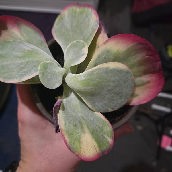 Echeveria ‘diana’ - Etsy