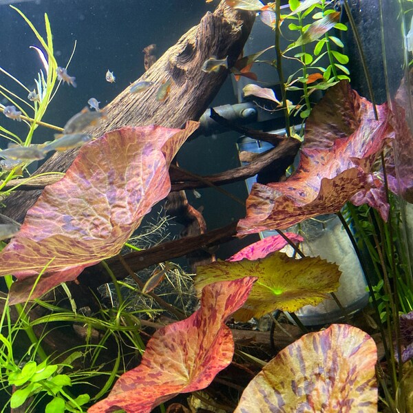 Buy 2 Get 1 Free Red Tiger Lotus 1 BULB (nymphaea Zenkeri) - Live ...